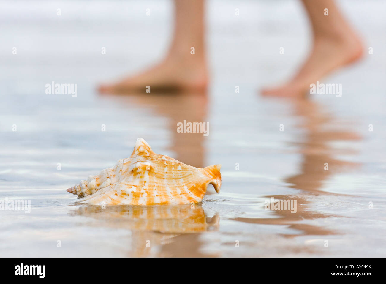 Shell on a beach with blurred bare feet in the background Stock Photo ...