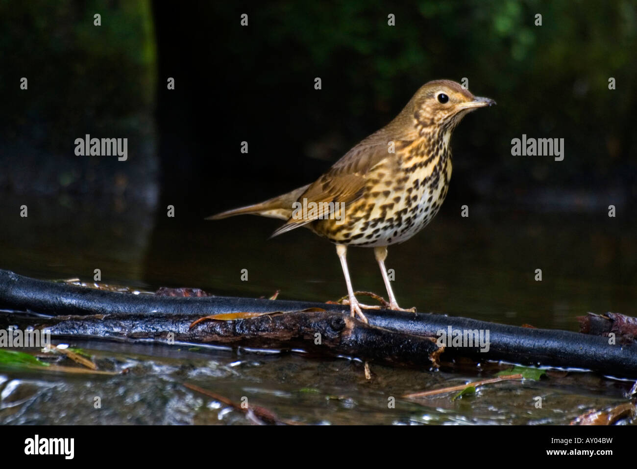 Mistle thrush, bird Stock Photo - Alamy