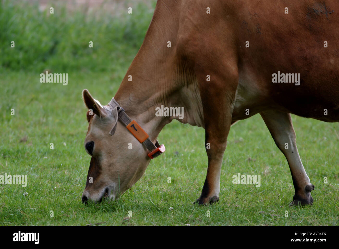 Jersey cattle farm channel islands hi-res stock photography and images ...