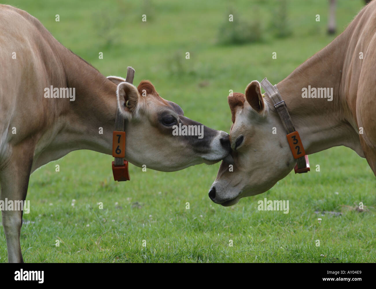Jersey cattle farm channel islands hi-res stock photography and images ...