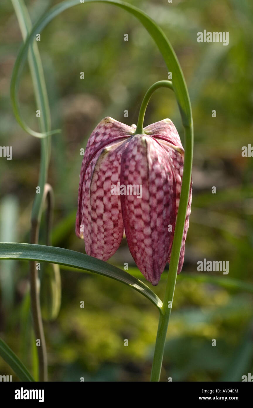Single snakes head fritillary , UK Stock Photo - Alamy