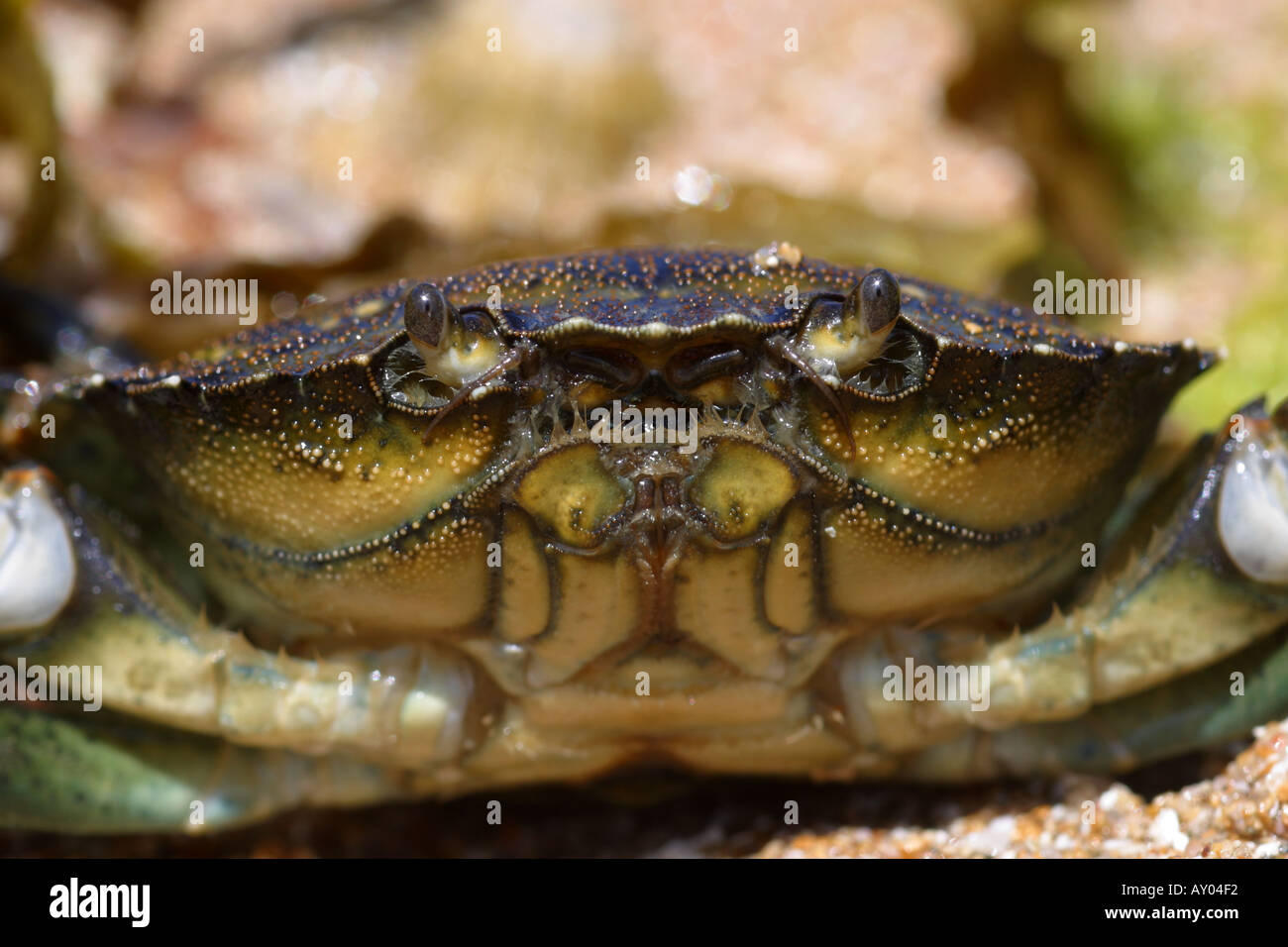 SHORE CRAB Carcinus maenas. UK Stock Photo - Alamy