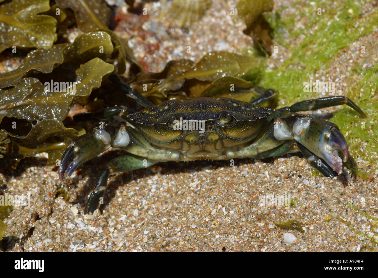 Shore Crab British Isles High Resolution Stock Photography and Images ...