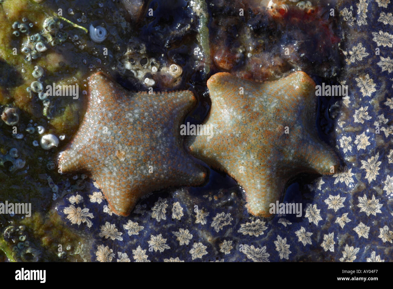 Starfish british isles hi-res stock photography and images - Alamy