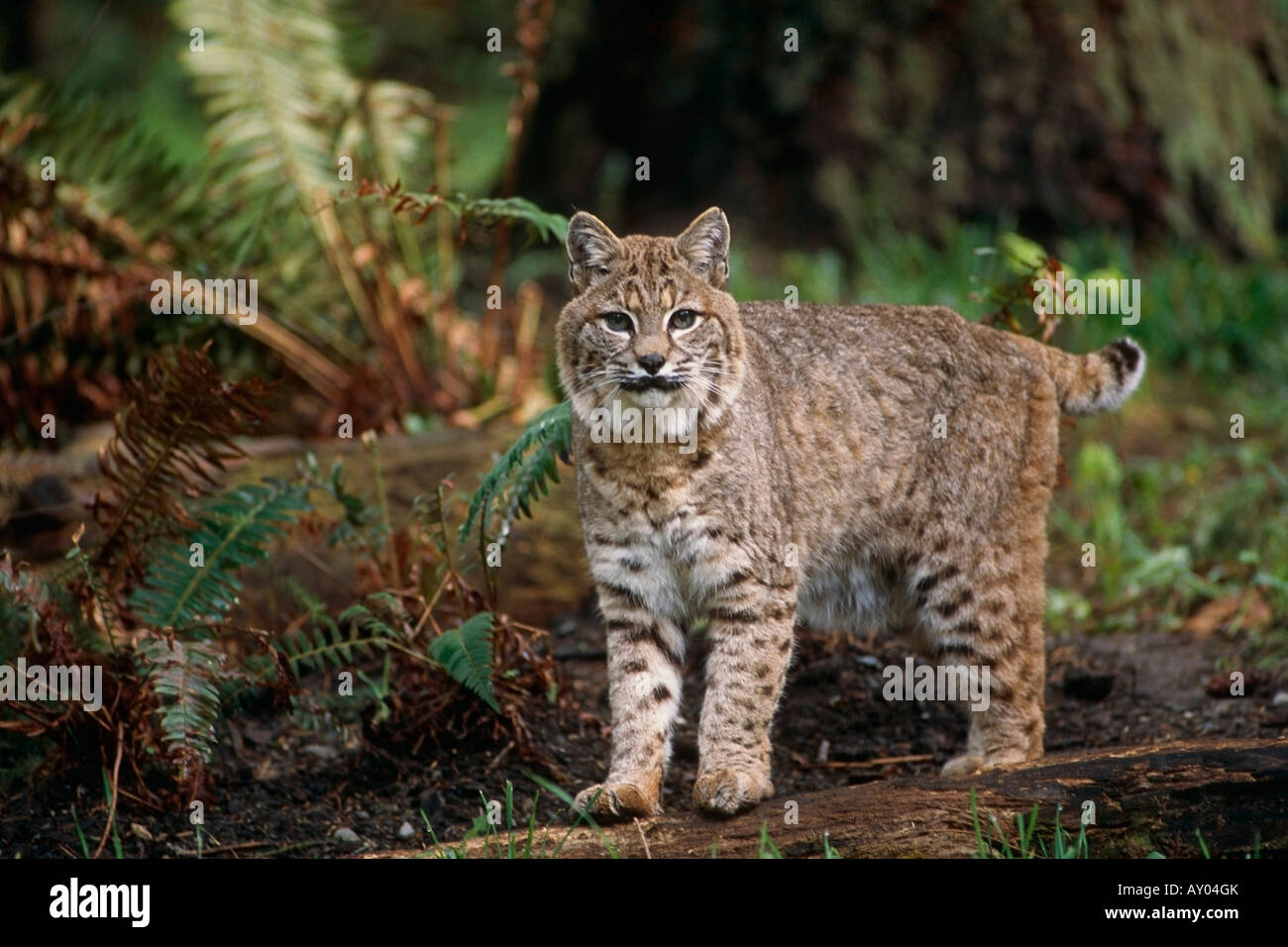 Bobcat forest usa hi-res stock photography and images - Alamy