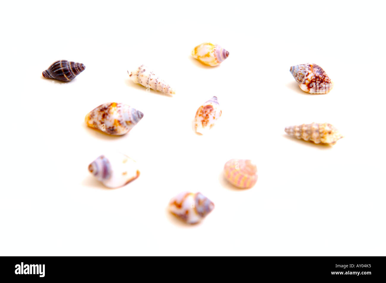 Fossils shells hi-res stock photography and images - Alamy