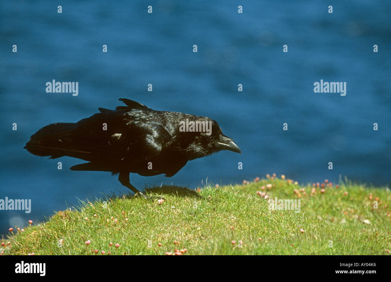 Common raven scotland hi-res stock photography and images - Alamy