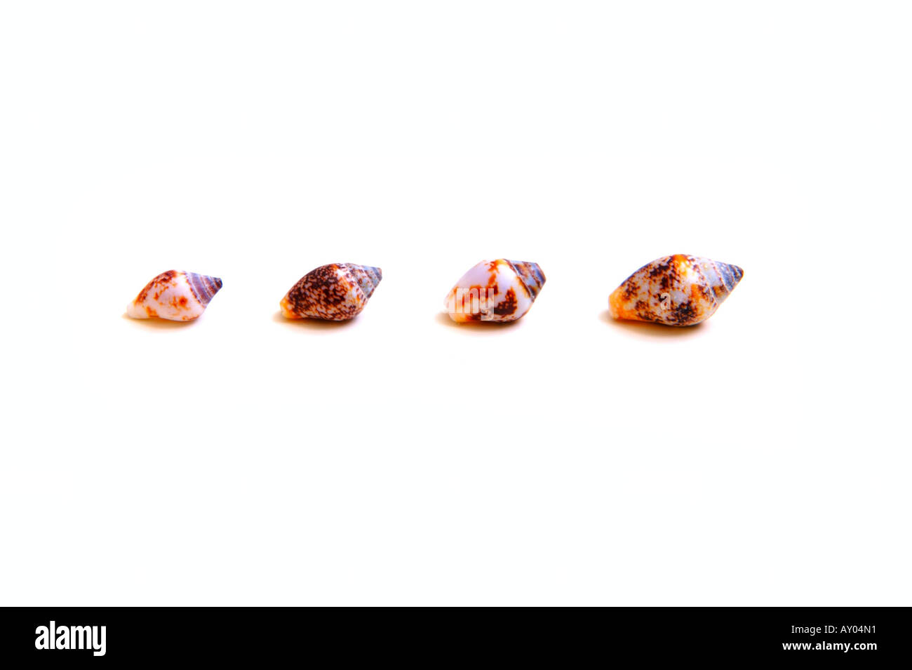 Shells fossils Cut Out Stock Images & Pictures - Alamy
