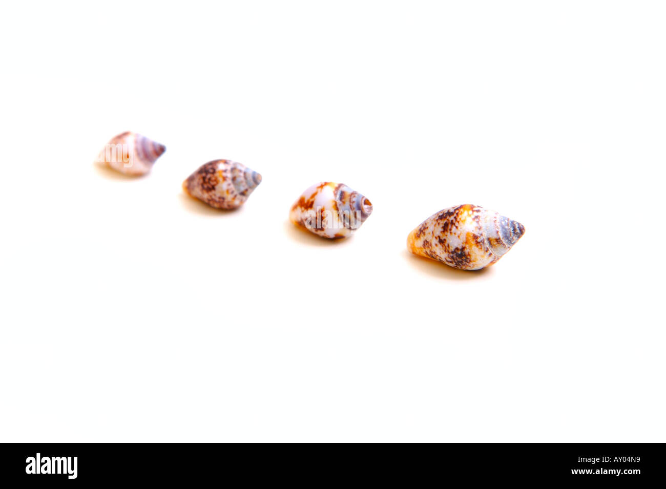 Shells snails hi-res stock photography and images - Alamy