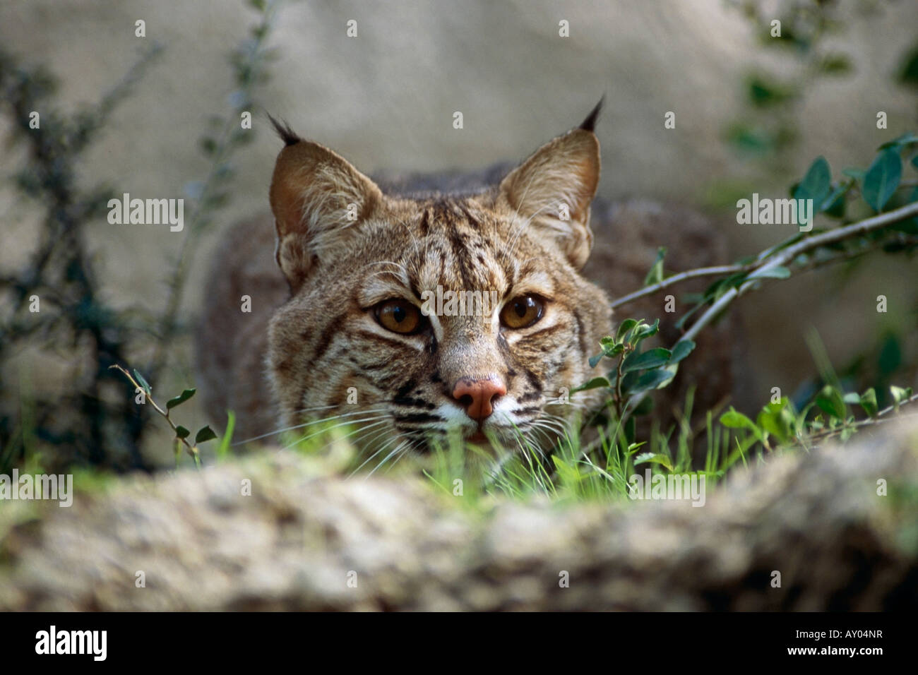 Bobcat hunting prey hi-res stock photography and images - Alamy