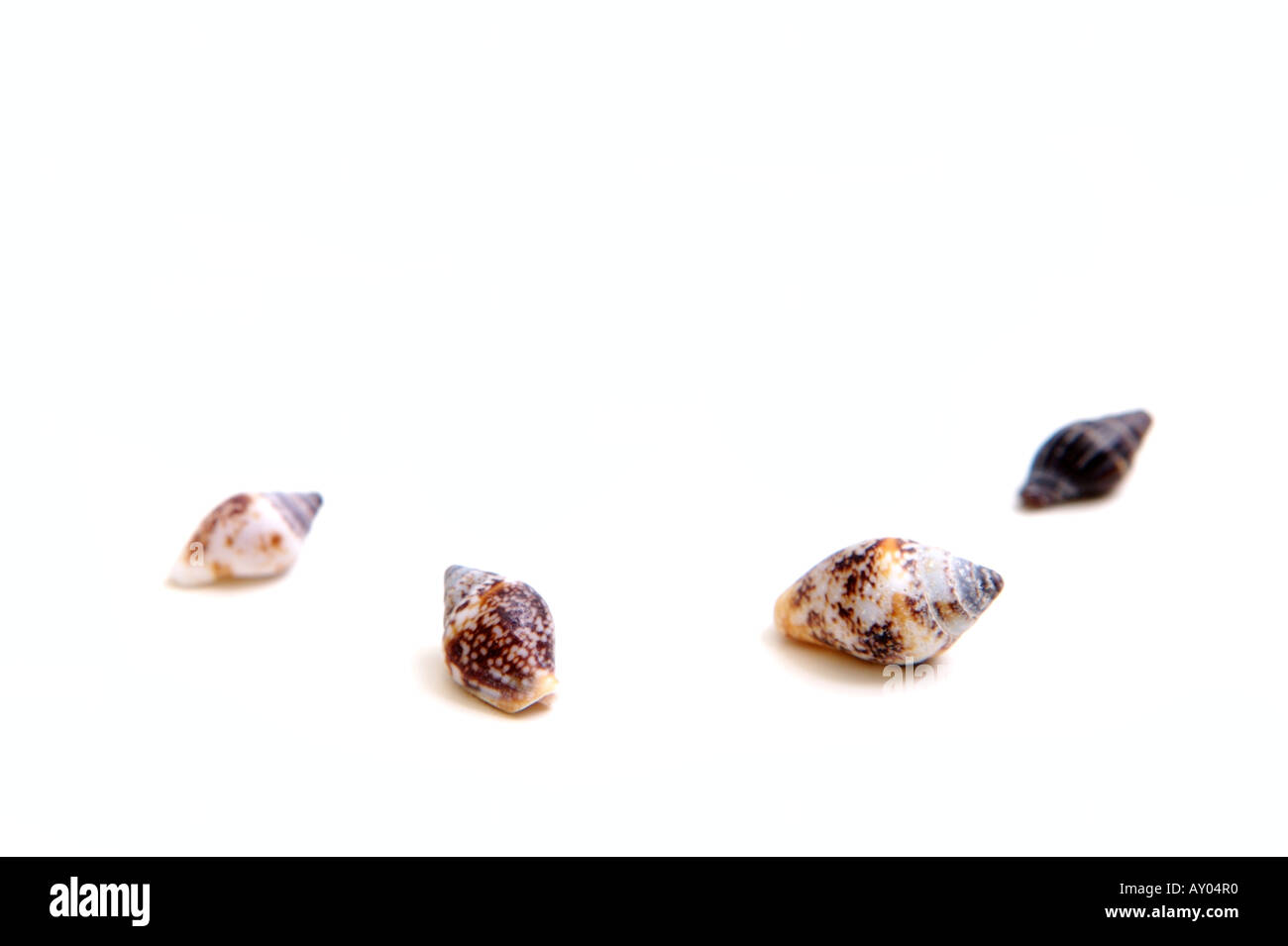 Greek beach shells Stock Photo - Alamy