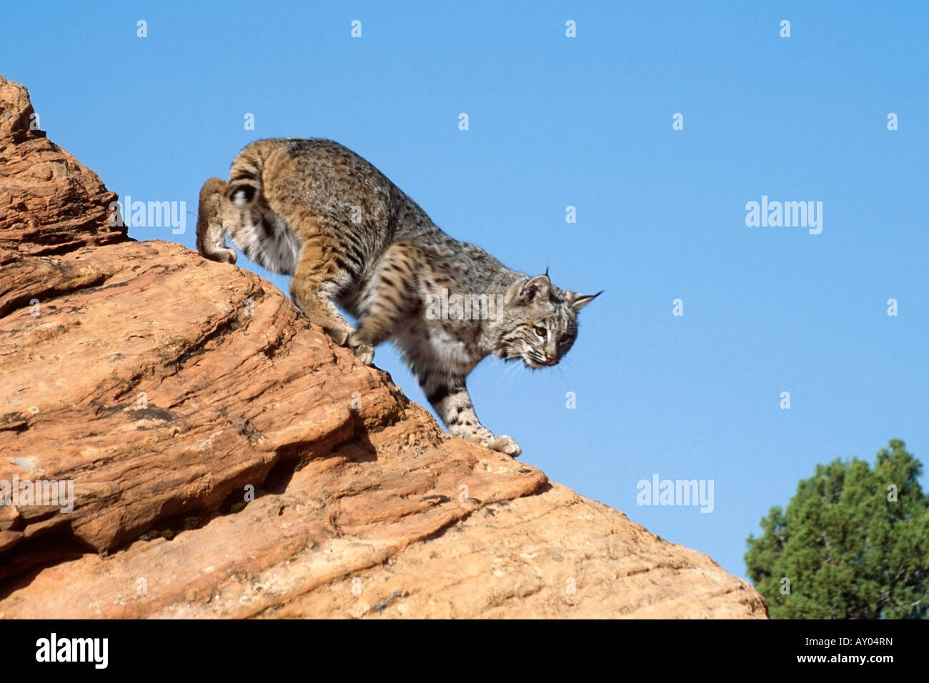 A Bobcat walking down a rock ridge Stock Photo - Alamy