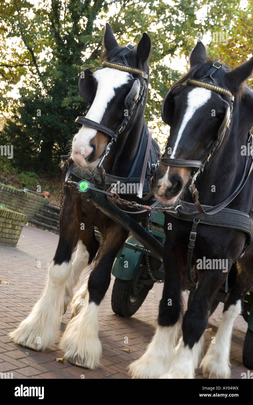 Shire horses and cart hi-res stock photography and images - Alamy
