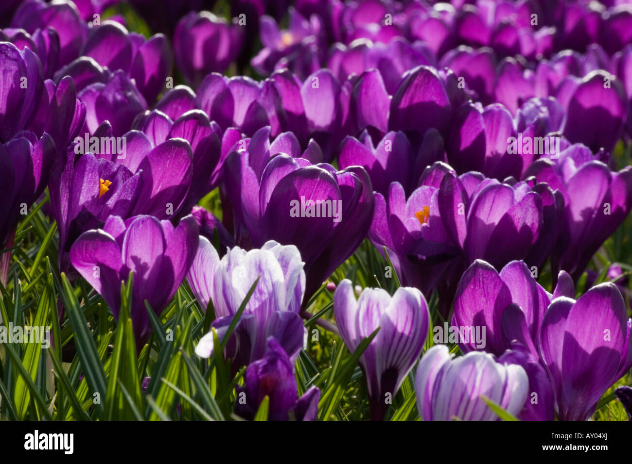 Crocusses, crocus, purple,white, flowers, spring time Stock Photo - Alamy