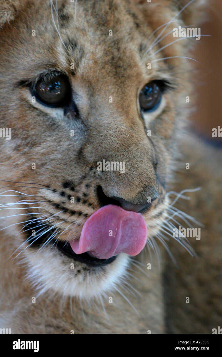 Lion cub licking lips with pink tongue Stock Photo - Alamy