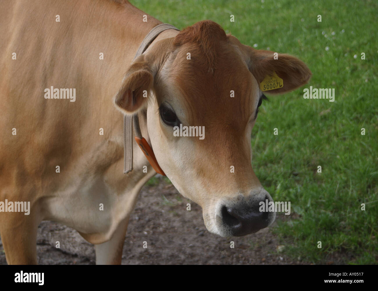 Jersey cow channel islands hi-res stock photography and images - Alamy