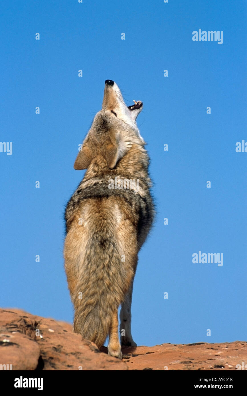 Coyote howling in Southern Utah USA Stock Photo - Alamy
