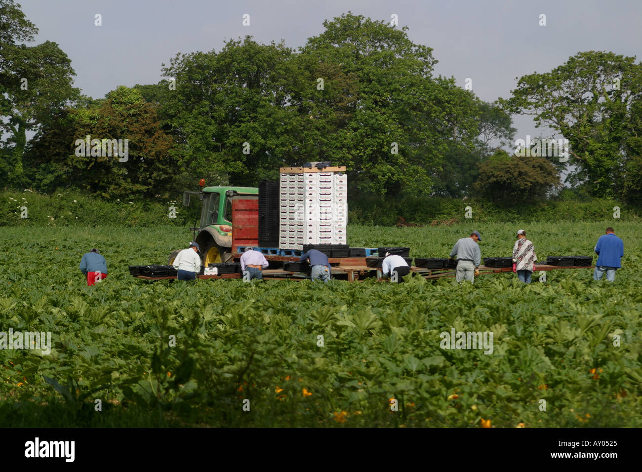 Crop picking jersey hi-res stock photography and images - Alamy