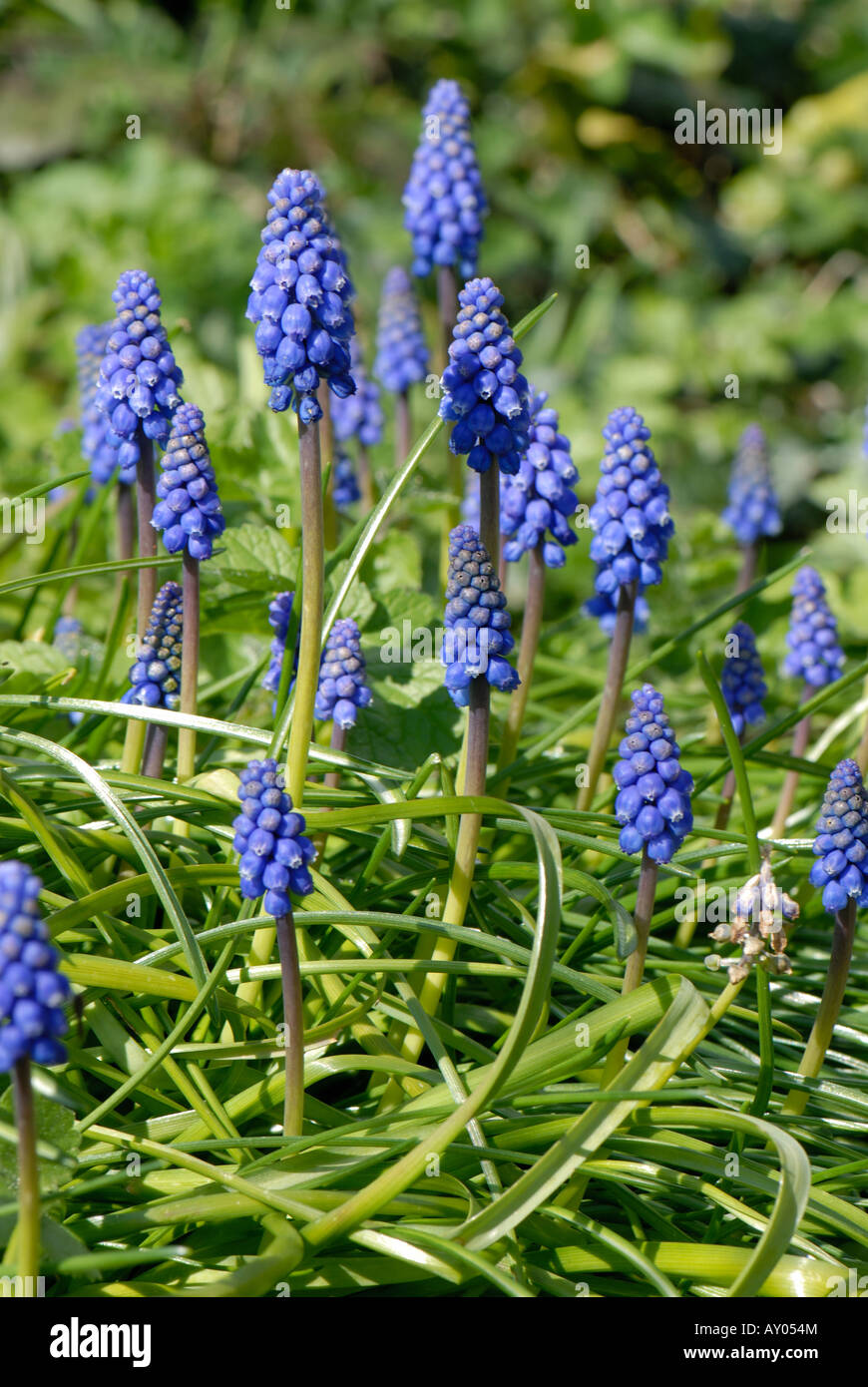 Grape hyacinth Muscari armeniacum flowering garden plants Stock Photo - Alamy
