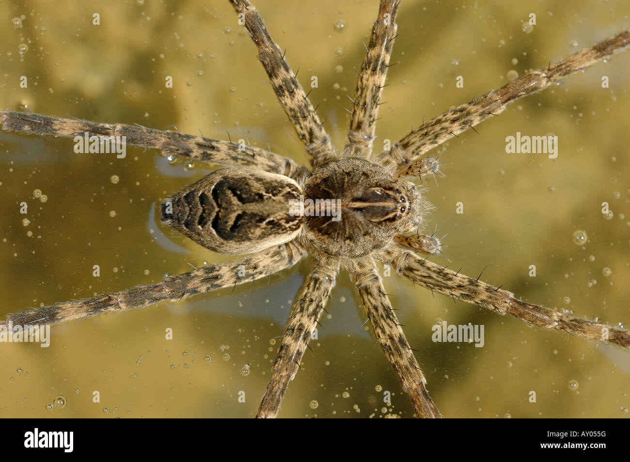 wolf spider water surface tension Stock Photo - Alamy