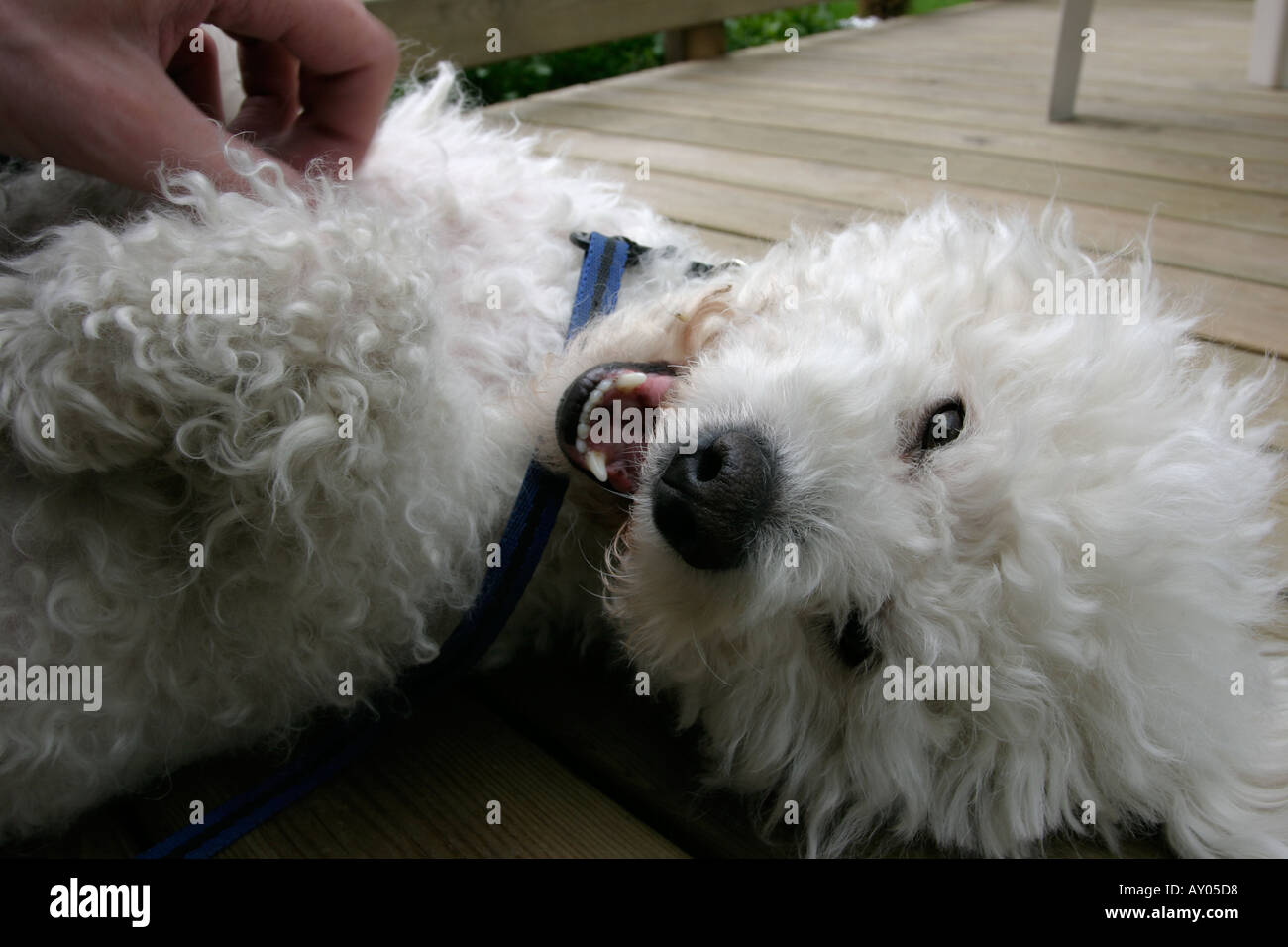 A good scratch hi-res stock photography and images - Alamy