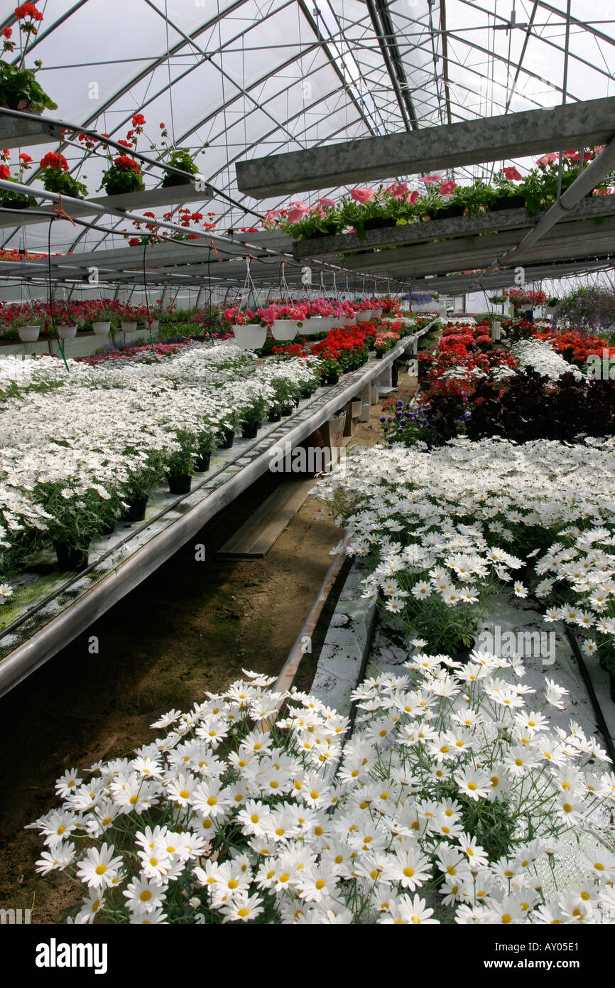 flowers in greenhouse Stock Photo - Alamy