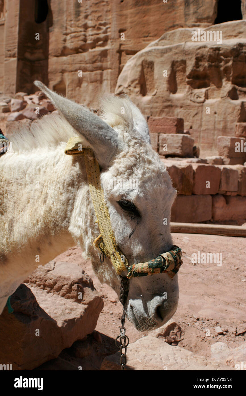 White donkey near ancient tombs in Petra, Jordan, Middle East Stock ...