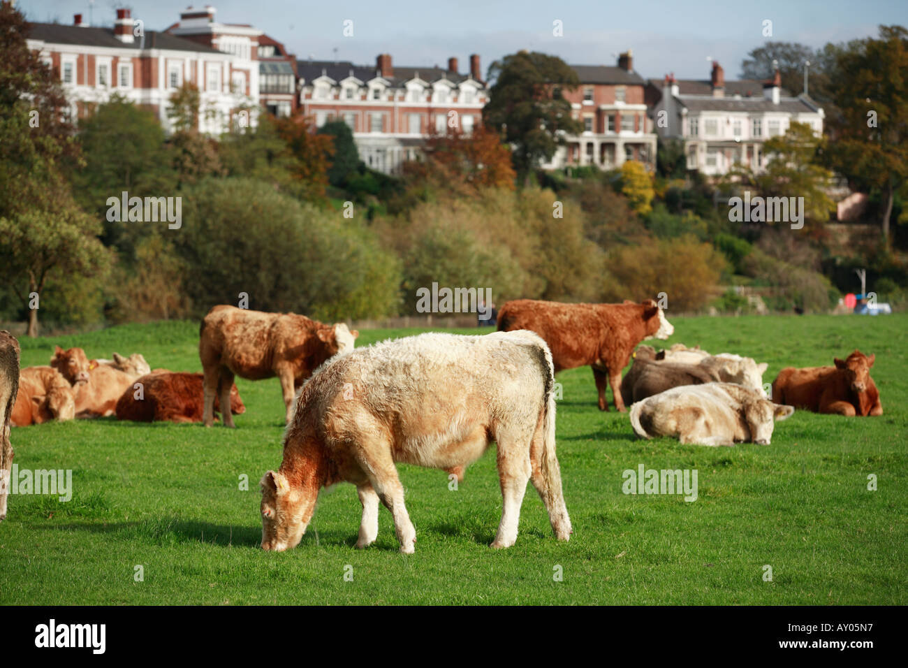 Cheshire cows hi-res stock photography and images - Alamy