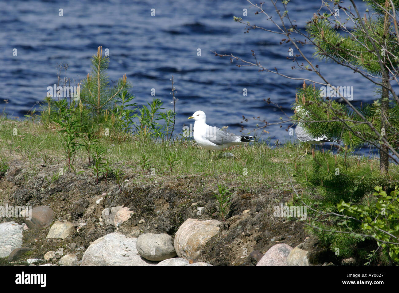 Gull birds wildlife hi-res stock photography and images - Alamy