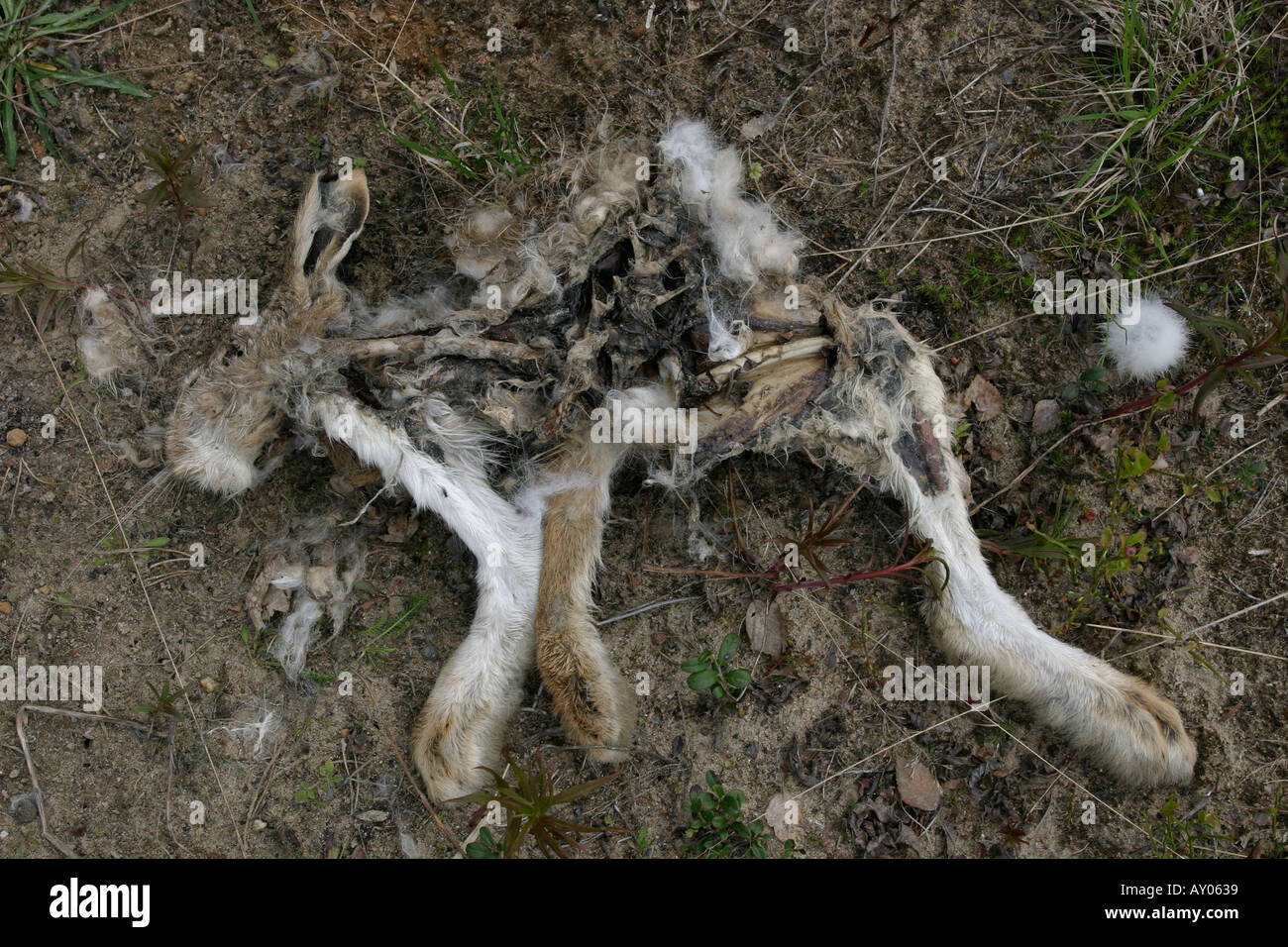 Rabbit bones hi-res stock photography and images - Alamy