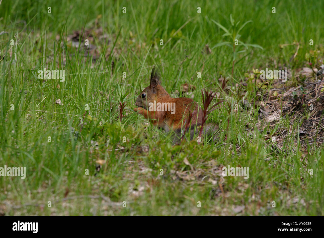 red squirrel Sciurus vulgaris on ground Stock Photo - Alamy