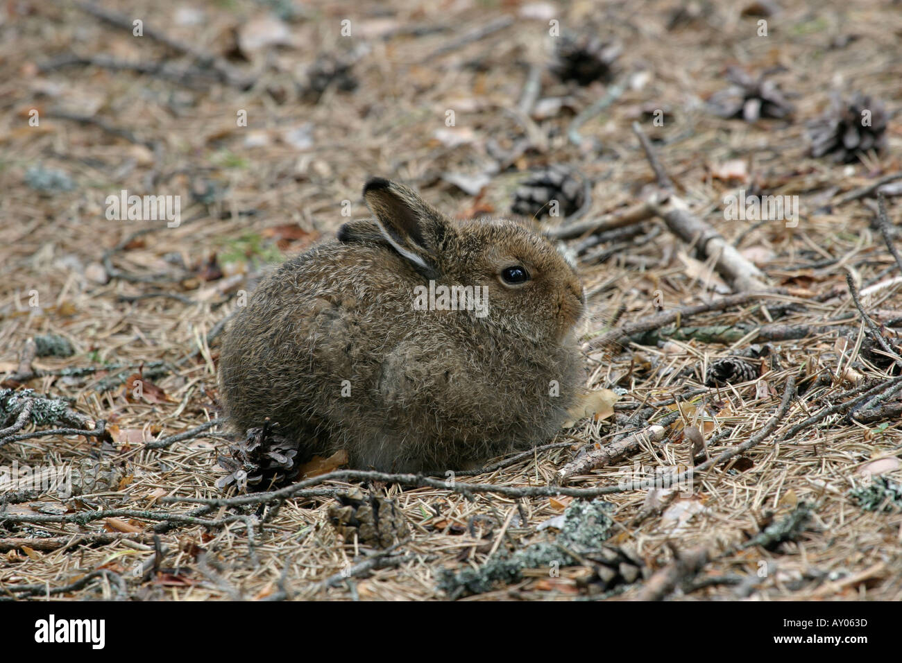Rabbit on the floor hi-res stock photography and images - Alamy