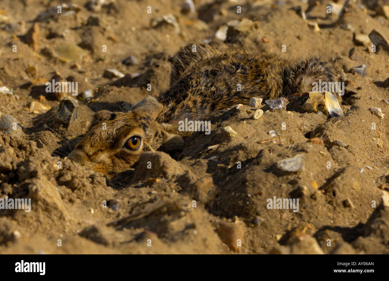 Hares Form High Resolution Stock Photography and Images - Alamy