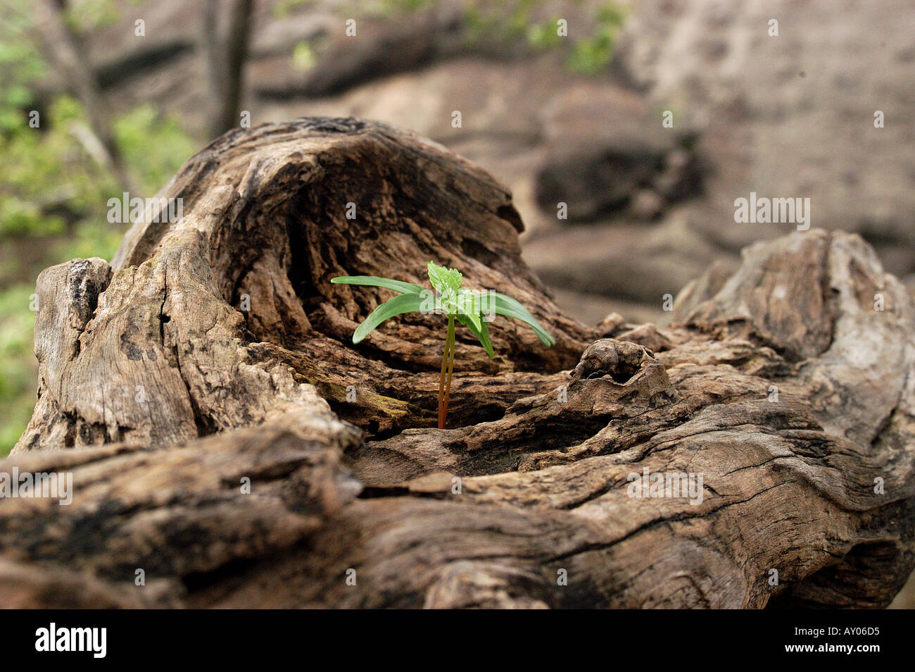 SAPLING COMING OUT OF A DEAD TREE MUMBAI MAHARASHTRA INDIA Stock Photo ...
