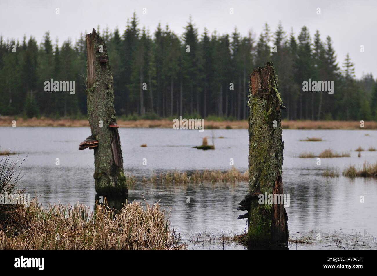 Swedish forest in the rainy winter Stock Photo - Alamy