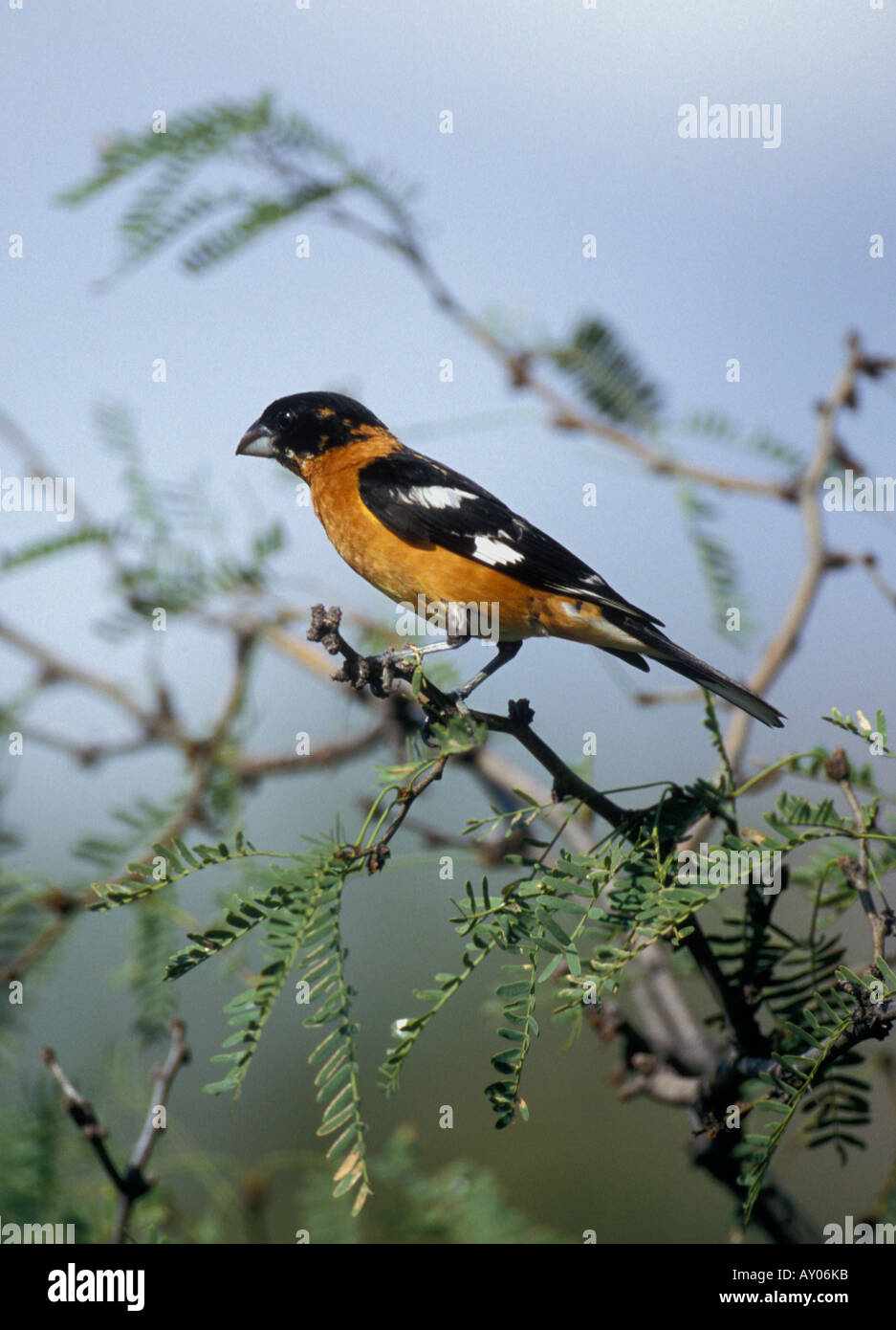 Black-headed Grosbeak Pheucticus melanocephalus - Portal - Arizona ...