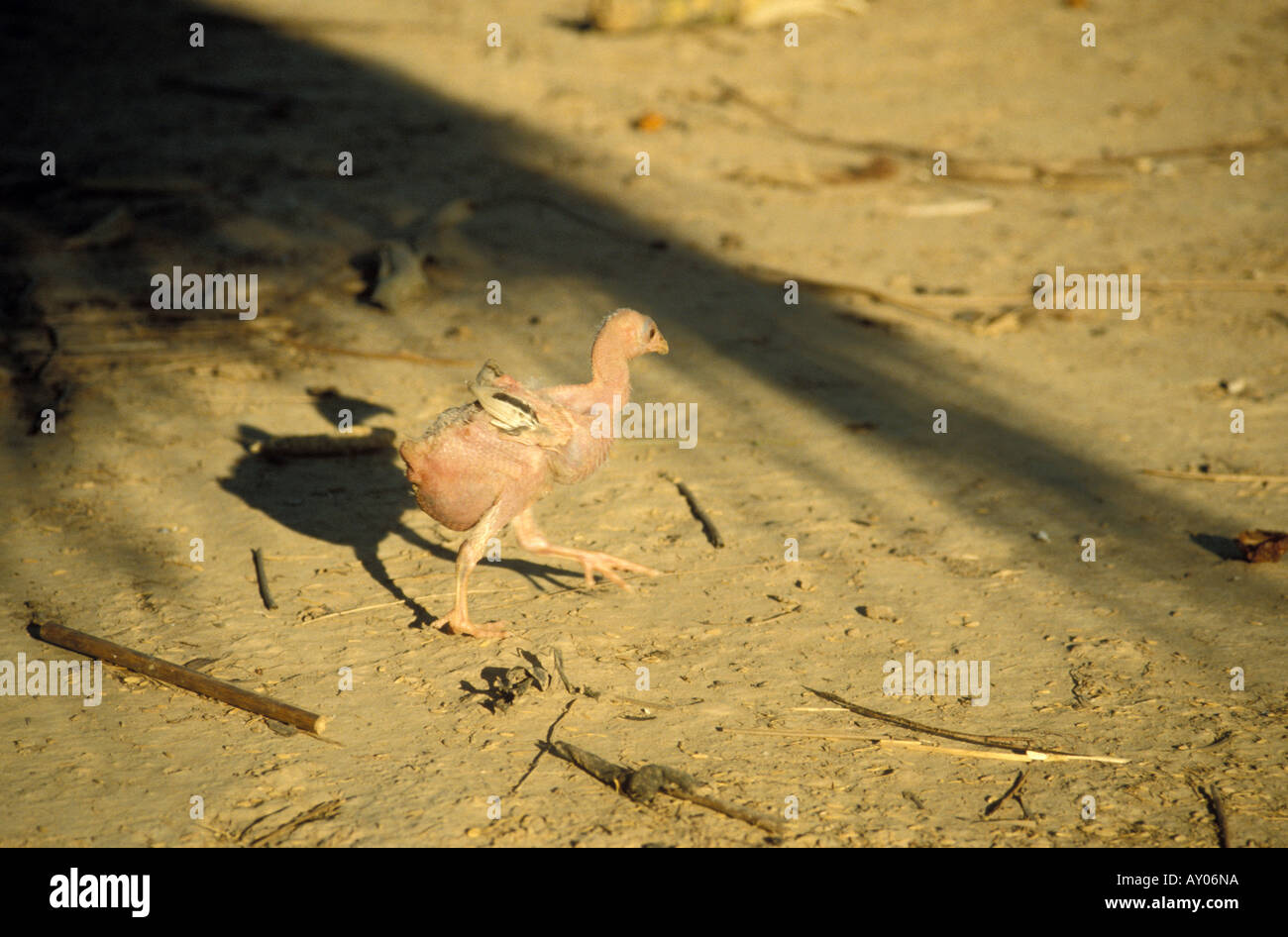 Featherless chicken hi-res stock photography and images - Alamy