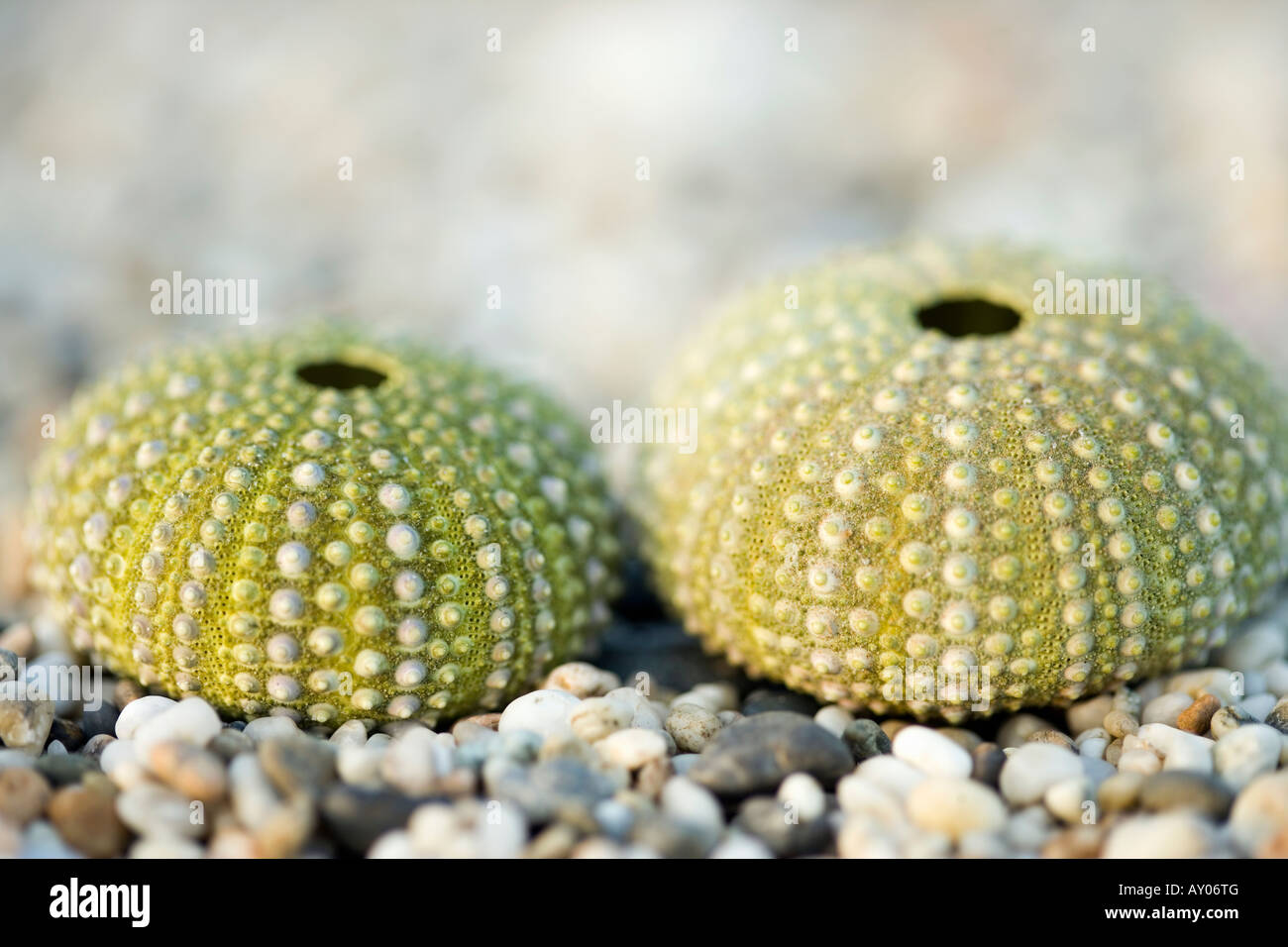 Sardinia Italy Sea Shells and Sea Urchins Stock Photo - Alamy