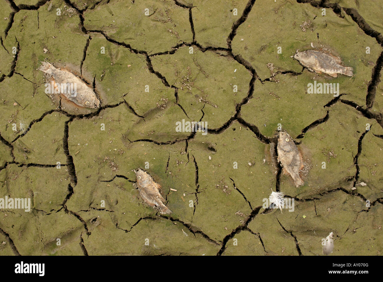 dead fish dried dry pond marsh drought Stock Photo - Alamy