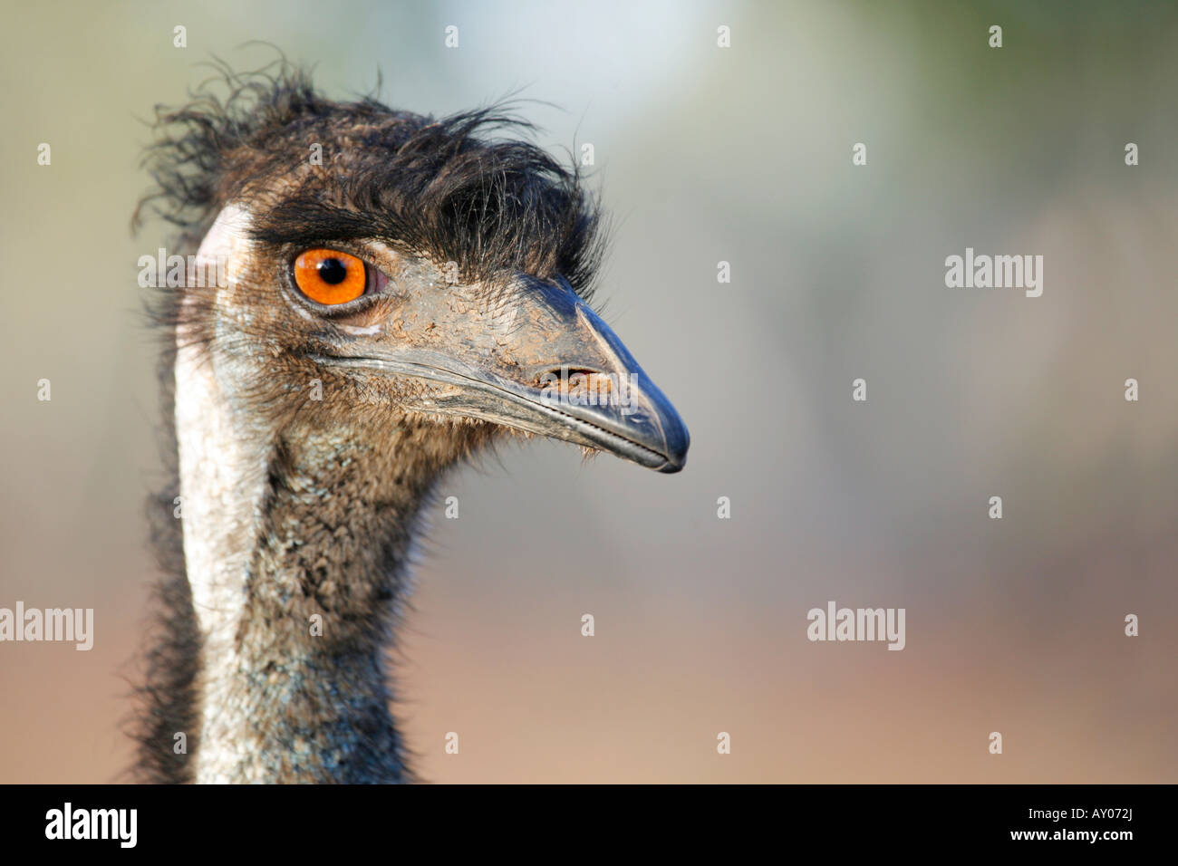 Portrait of an Emu Stock Photo - Alamy
