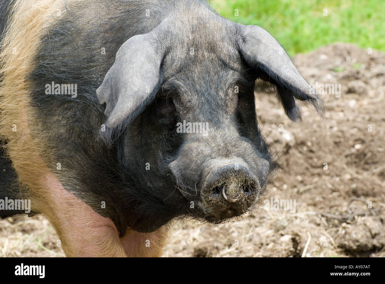 British Saddleback Pig Stock Photos & British Saddleback Pig Stock ...