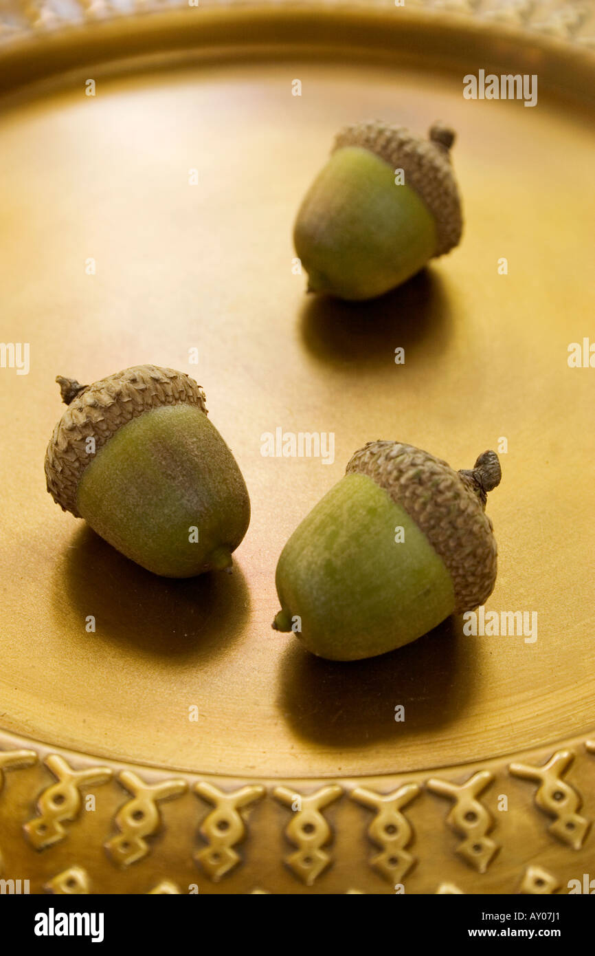 Three acorns hi-res stock photography and images - Alamy