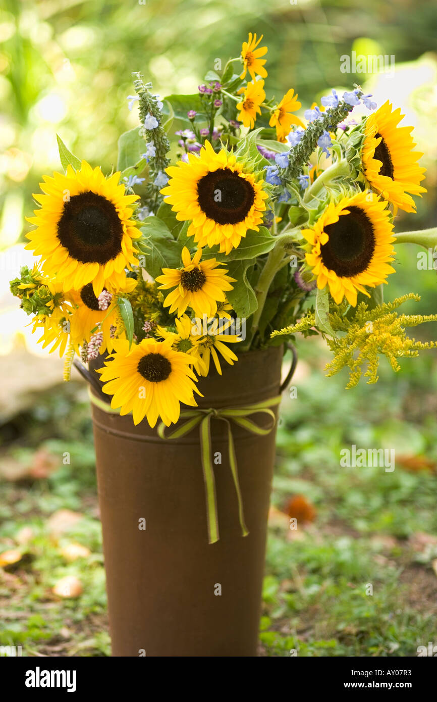 Sunflowers in a metal container outdoors Stock Photo - Alamy