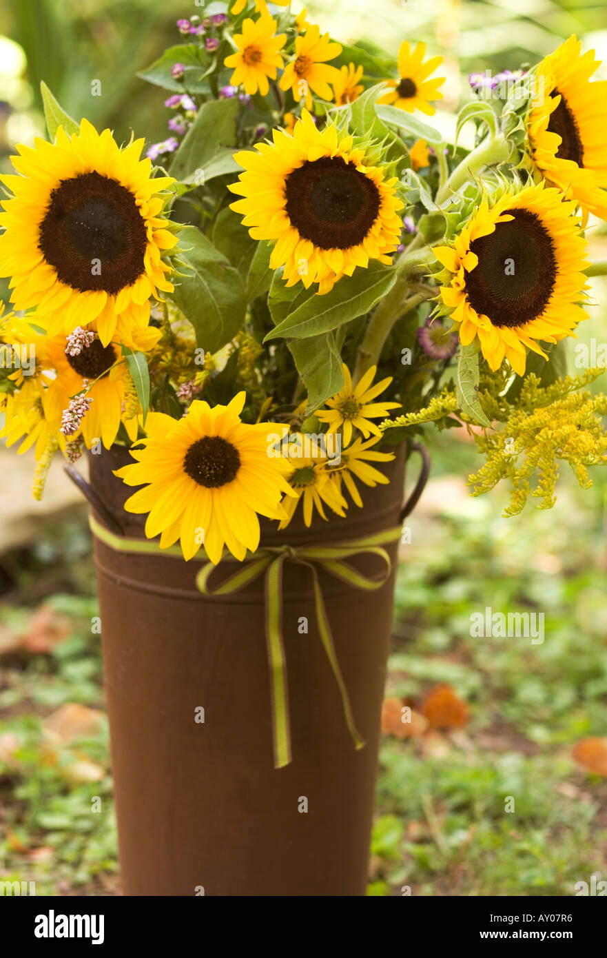 Sunflowers in a metal container outdoors Stock Photo - Alamy