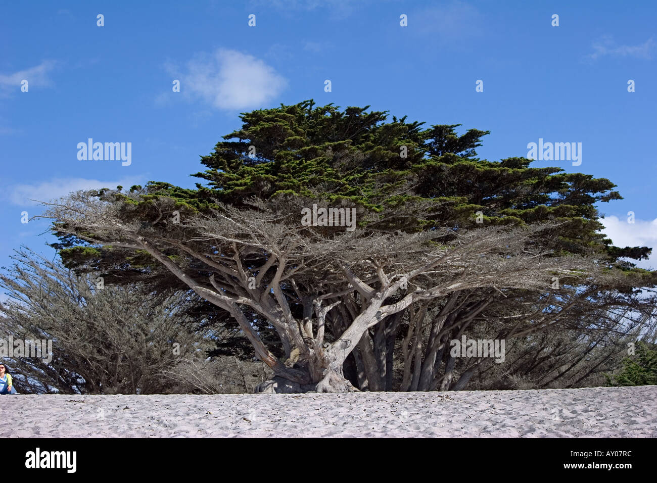A lone cypress tree at Carmel by the Sea Stock Photo - Alamy