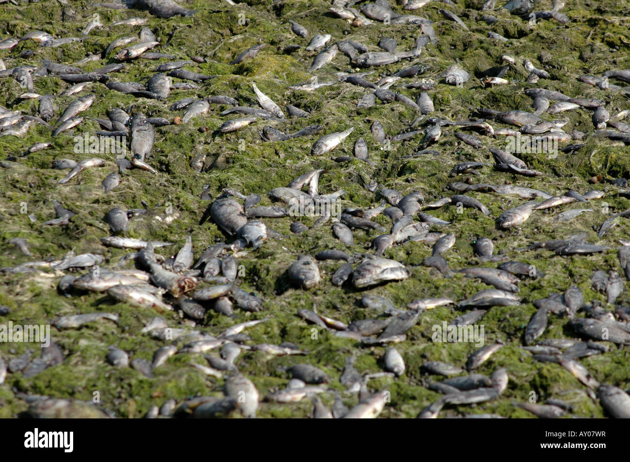 dead fish dried dry pond Stock Photo - Alamy