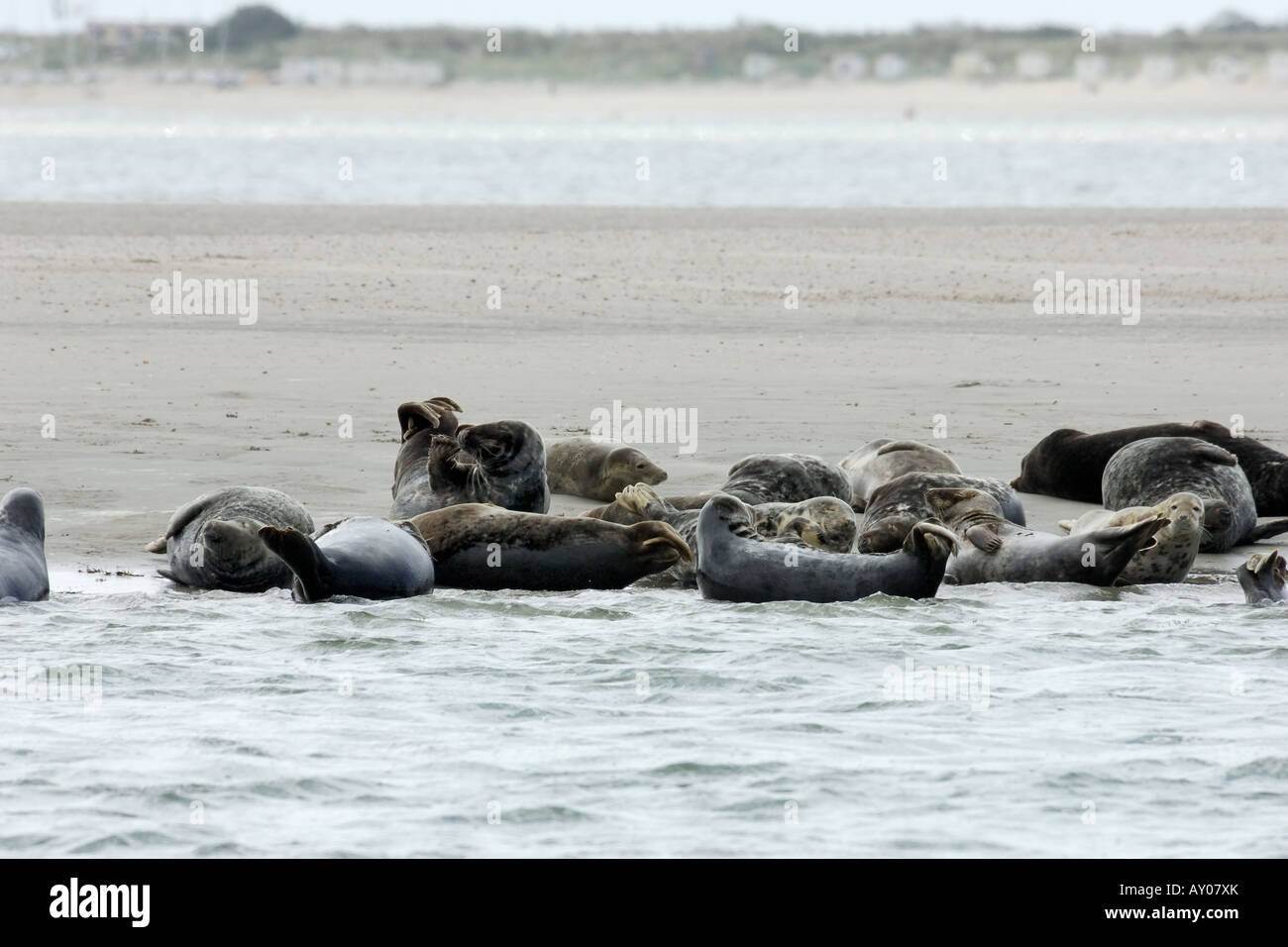 Foca del mar hi-res stock photography and images - Alamy