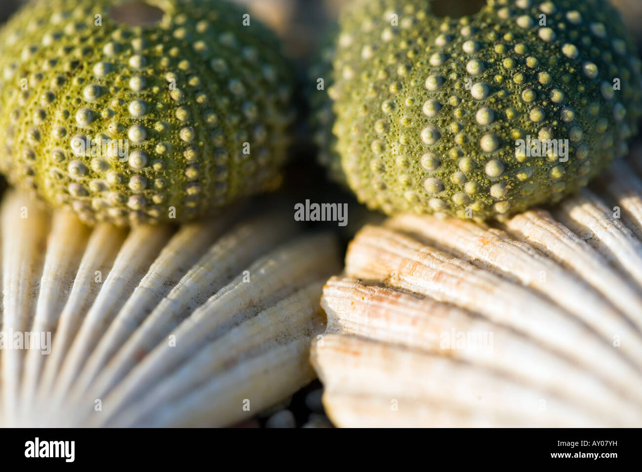 Sardinia Italy Sea Shells and Sea Urchin Stock Photo - Alamy