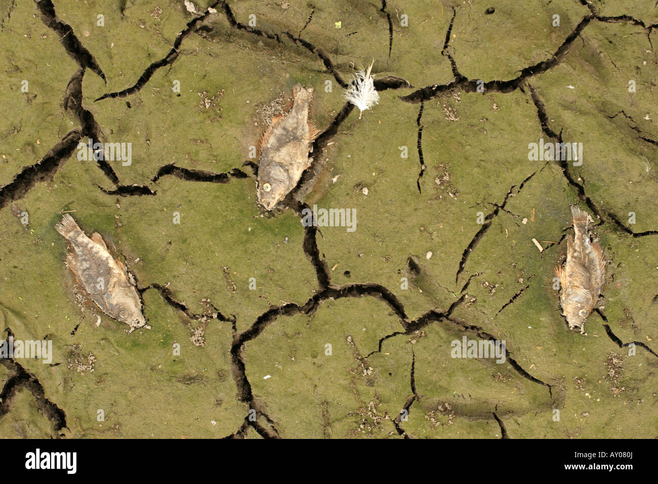 dead fish dried dry pond Stock Photo - Alamy
