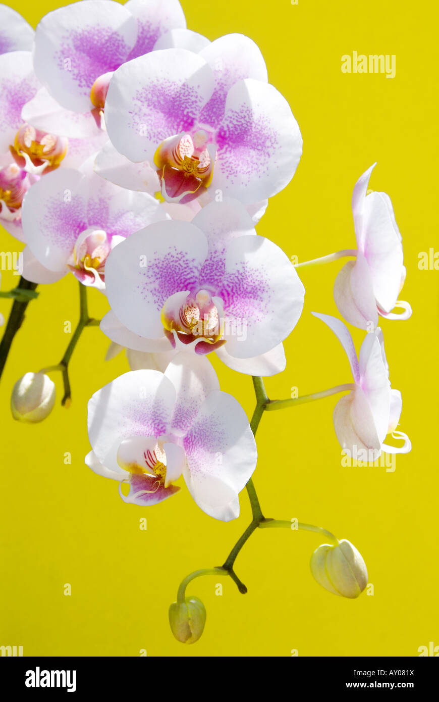 closeup of flowering moth Orchids against yellow studio background ...